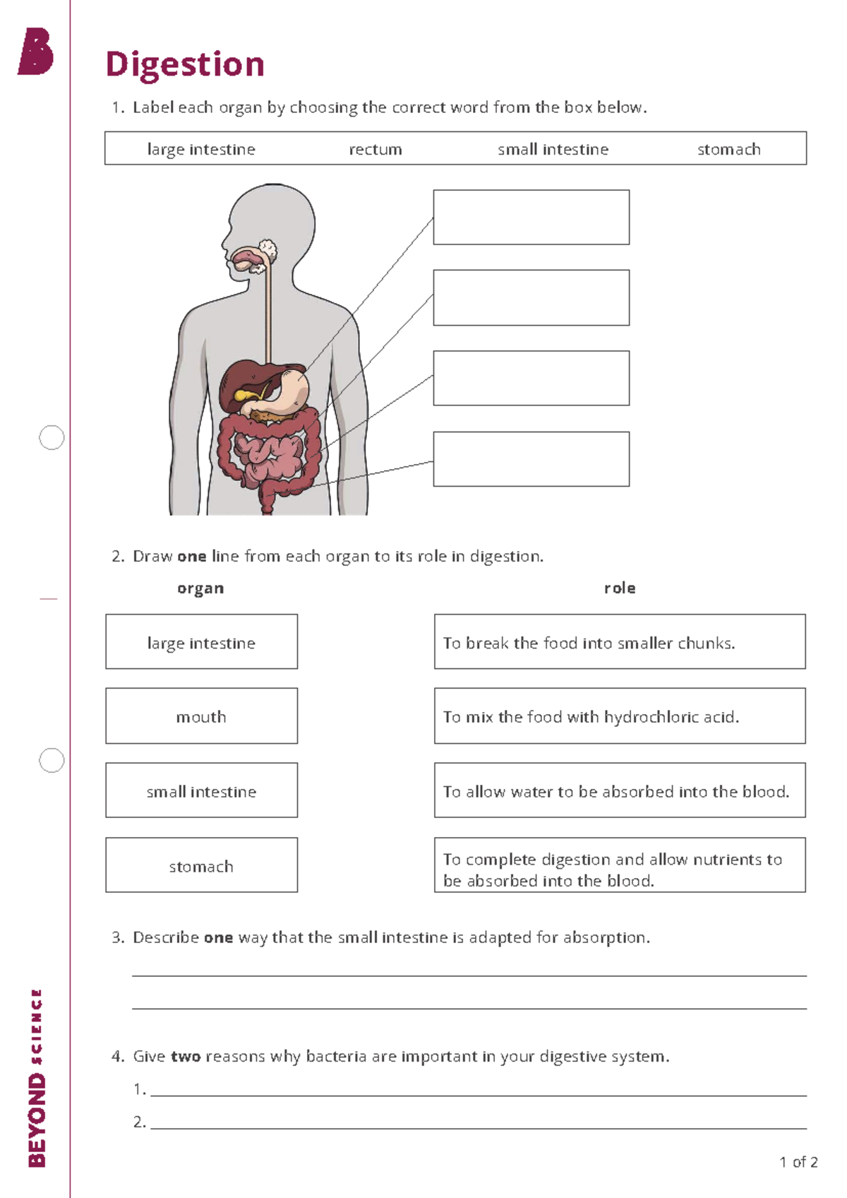 Digestive System Worksheet (Support) - Organ Functions & Adaptations ...