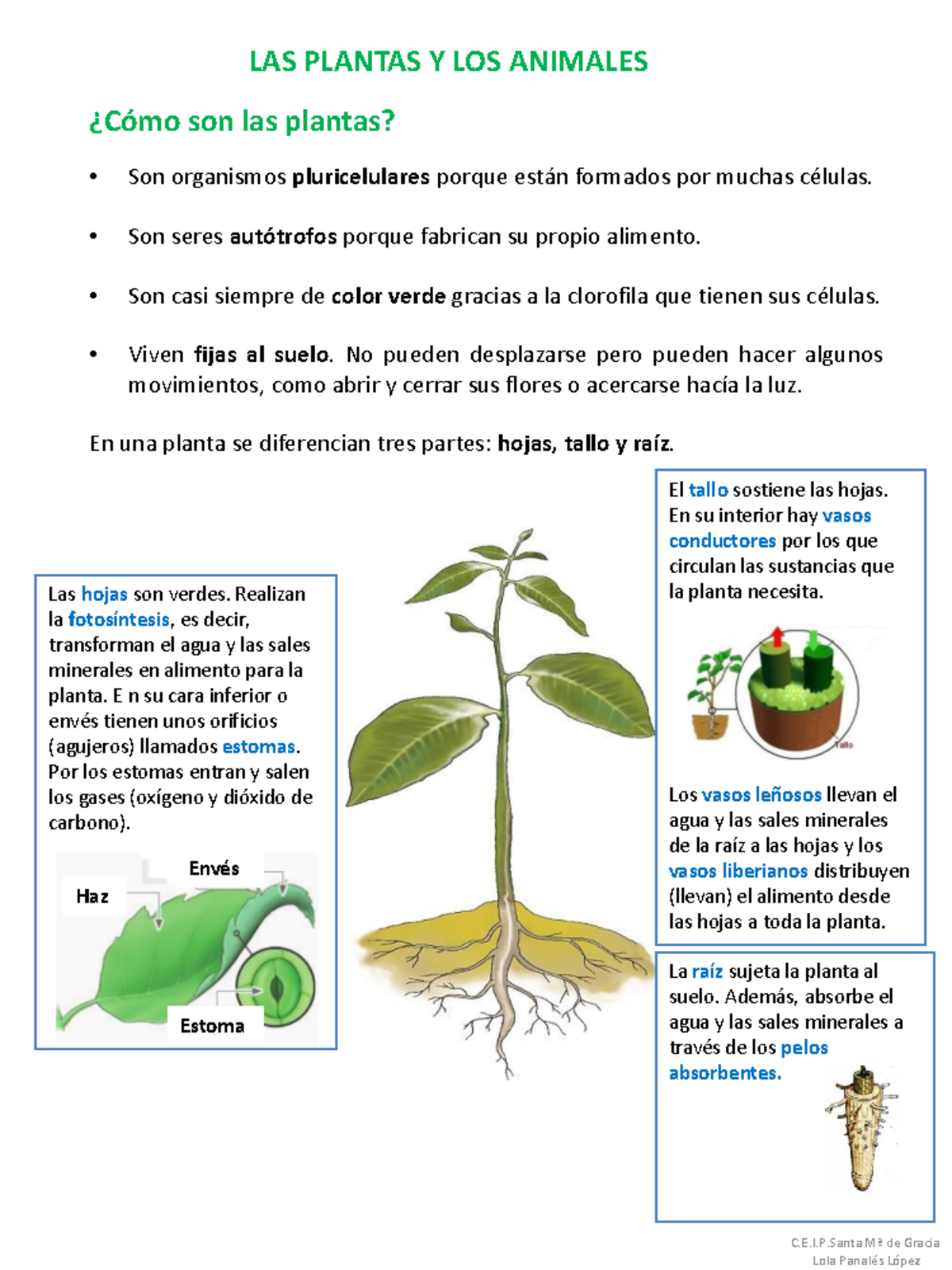 Estudio sobre Las Plantas y los Animales (C.E.I.P Mª de Gracia) 2019 ...
