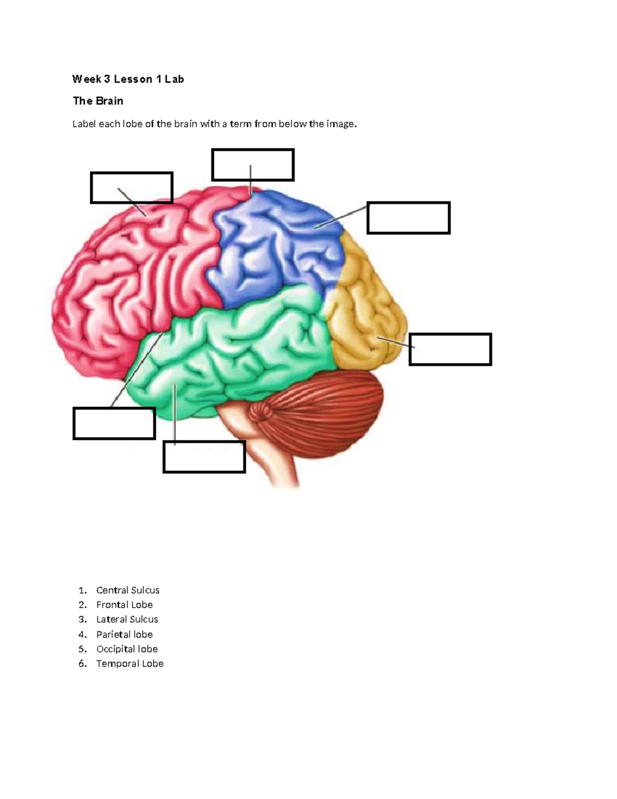 Brain - AHP106 - Week 3 Lesson 1 Lab The Brain Label each lobe of the ...
