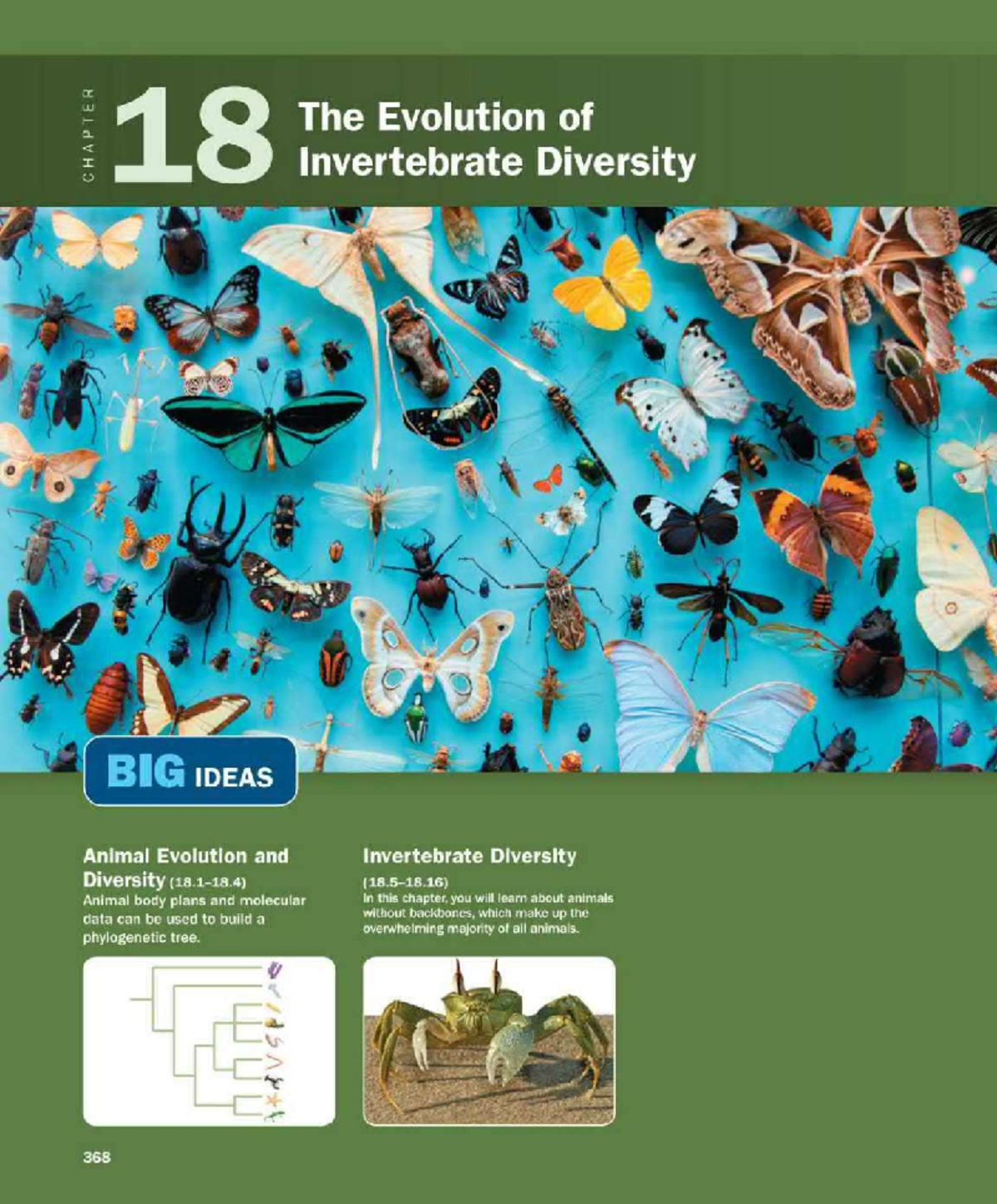 Invertebrate Diversity Overview (Biology 101) - A Study of Animal ...