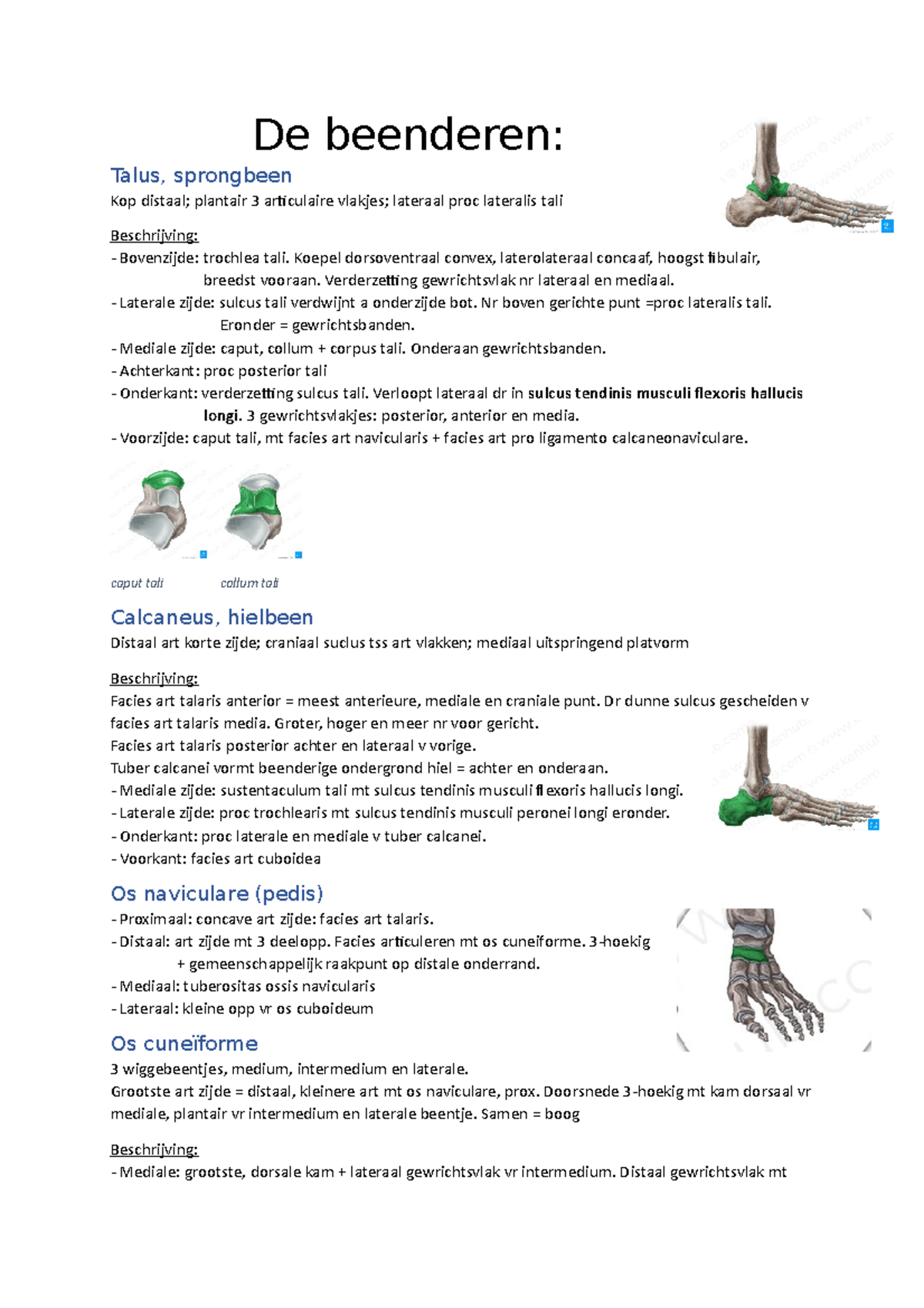 BEENDEREN vanaf p 80 - De beenderen: Talus, sprongbeen Kop distaal ...