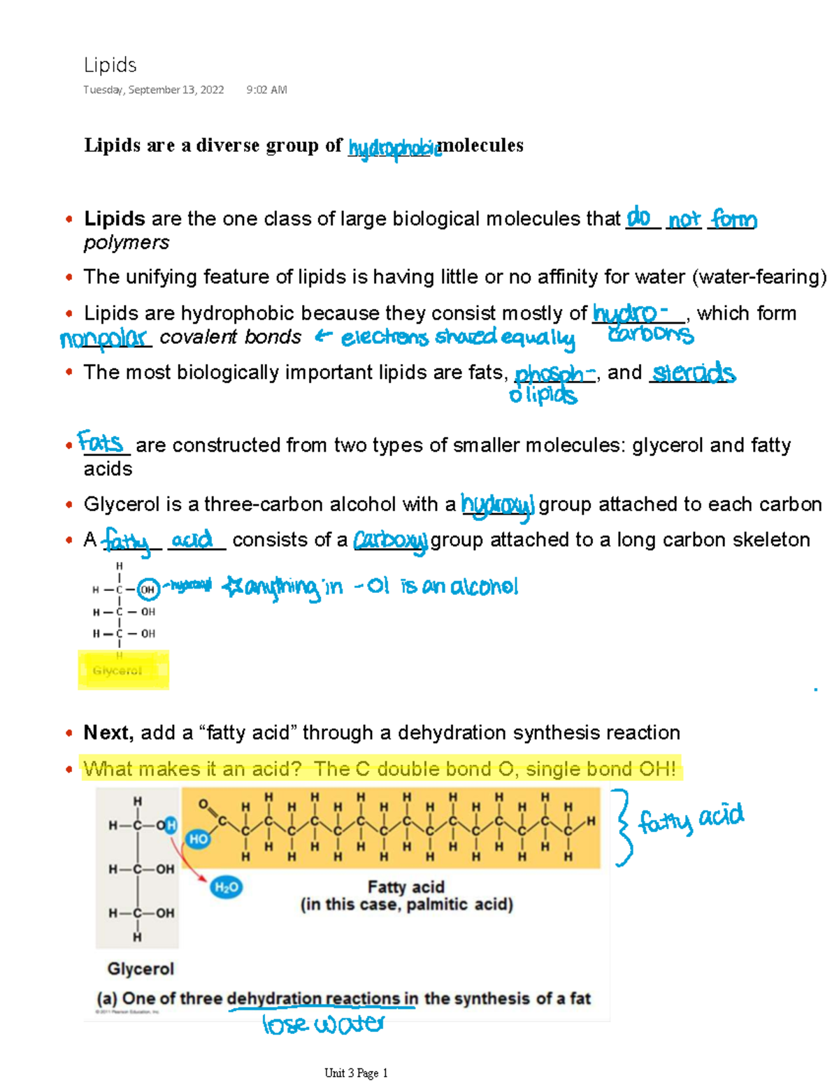 Lipids: Structure, Function, and Health Implications (Unit 3) - Studocu