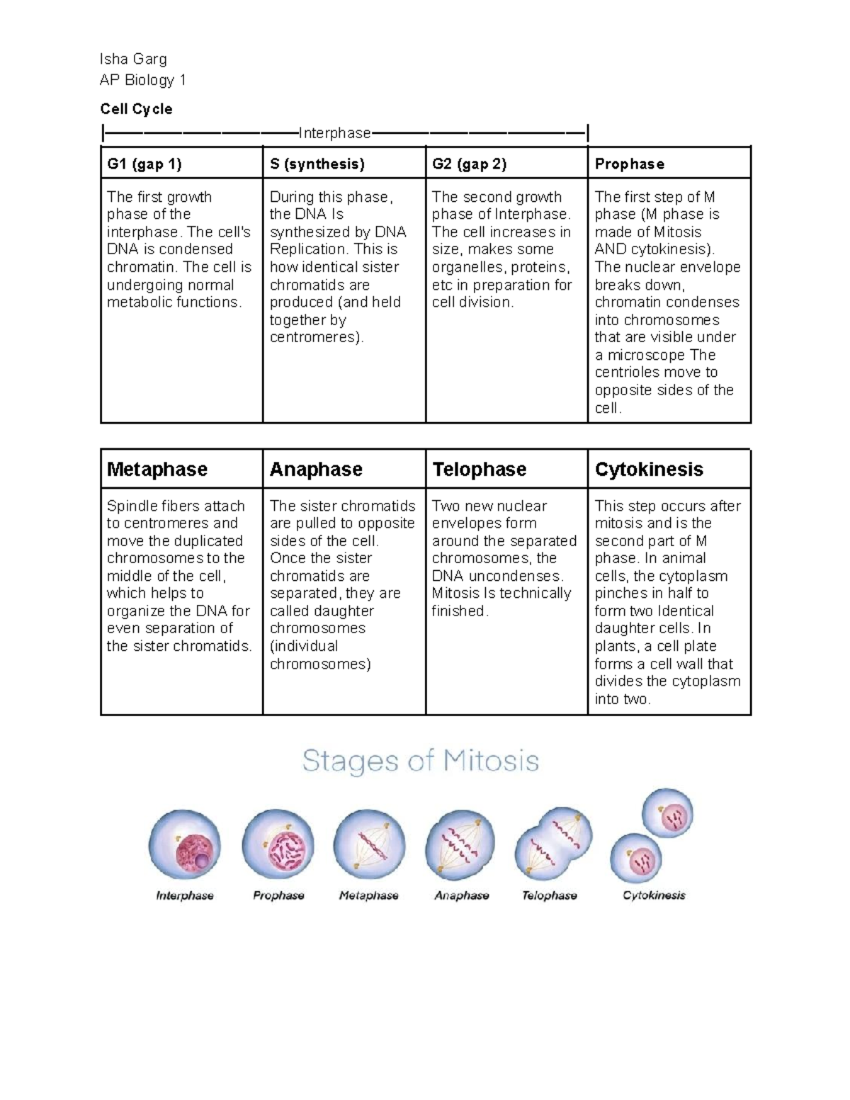 Mitosis chart - Isha Garg AP Biology 1 Cell Cycle |——————————Interphase ...