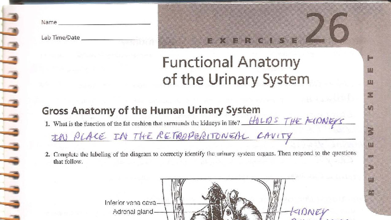 Functional Anatomy Lab 26: Urinary System Overview and Analysis - Studocu