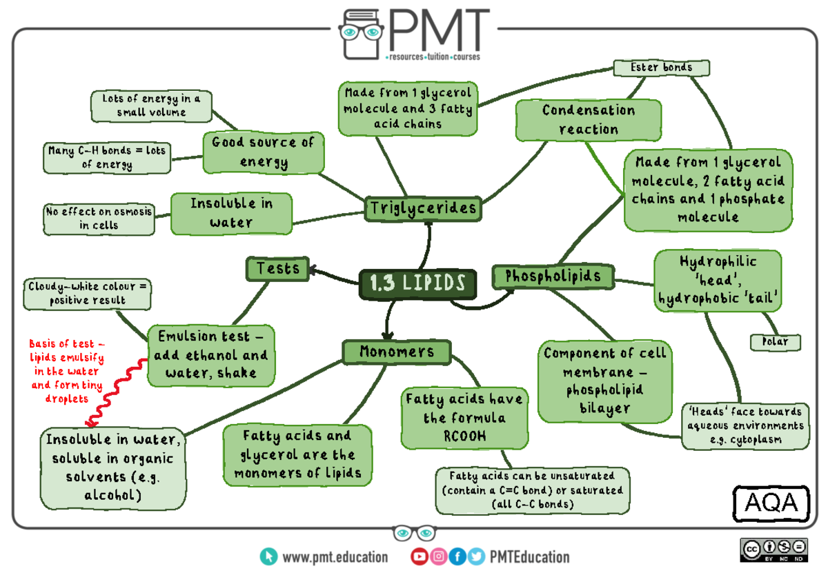1.3 Lipids: Structure, Function, and Tests for Fatty Acids - Studocu