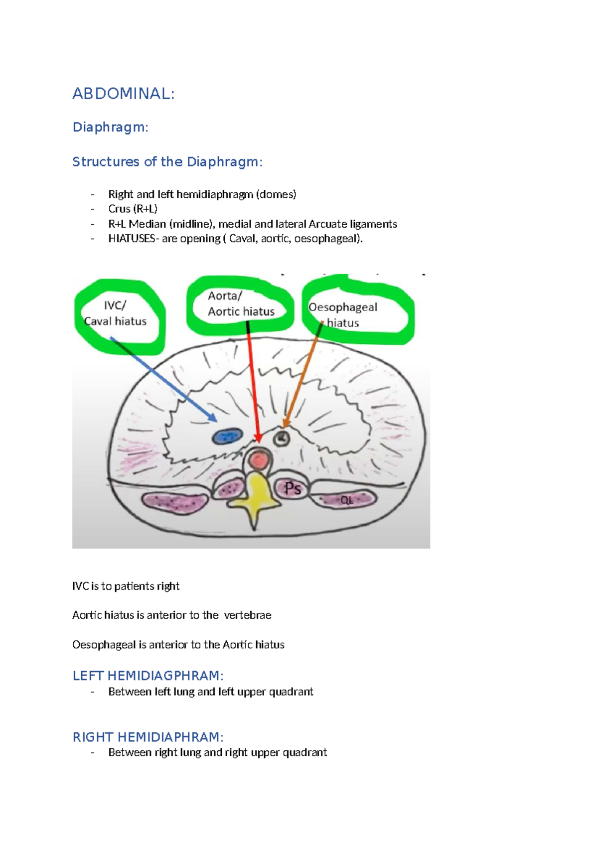 Abdominal Anatomy: Diaphragm Structures & Vasculature (Week 1-2) - Studocu