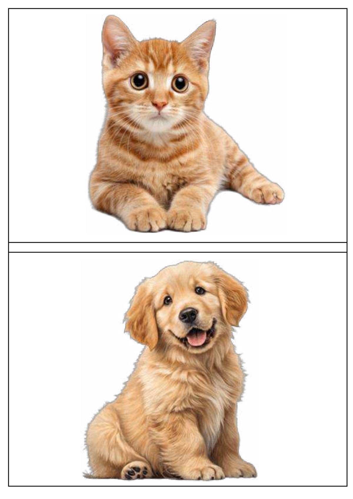 NS flashcard Animal 1 - Tiếng Anh - OCC G C CRESS annual SPS and A D O ...