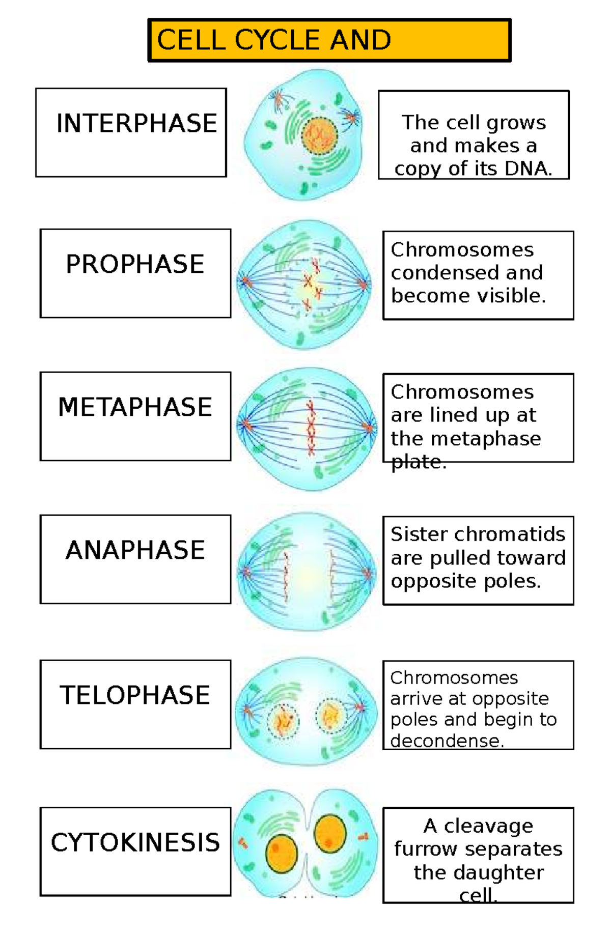 Activity 4. CELL Cycle AND Mitosis - INTERPHASE PROPHASE METAPHASE ...