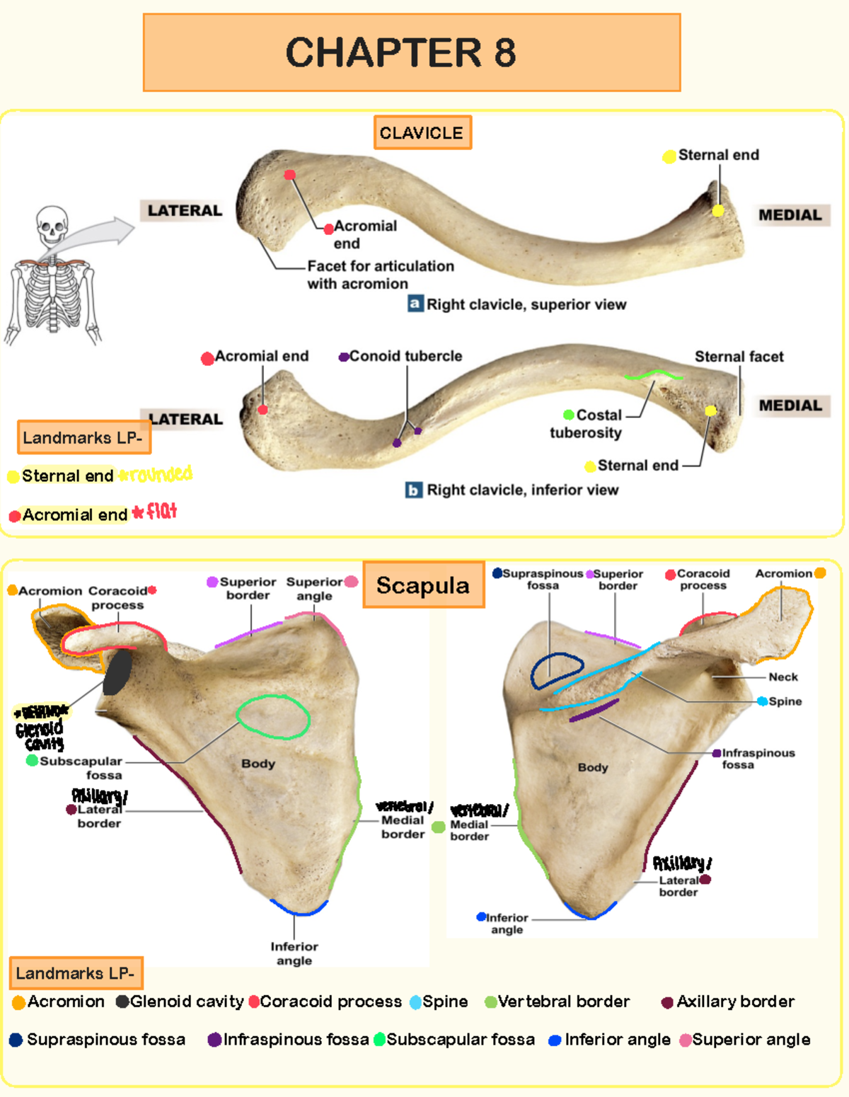 Anatomy and Physiology: Skin Layers and Hair Structure Notes - CHAPTER ...