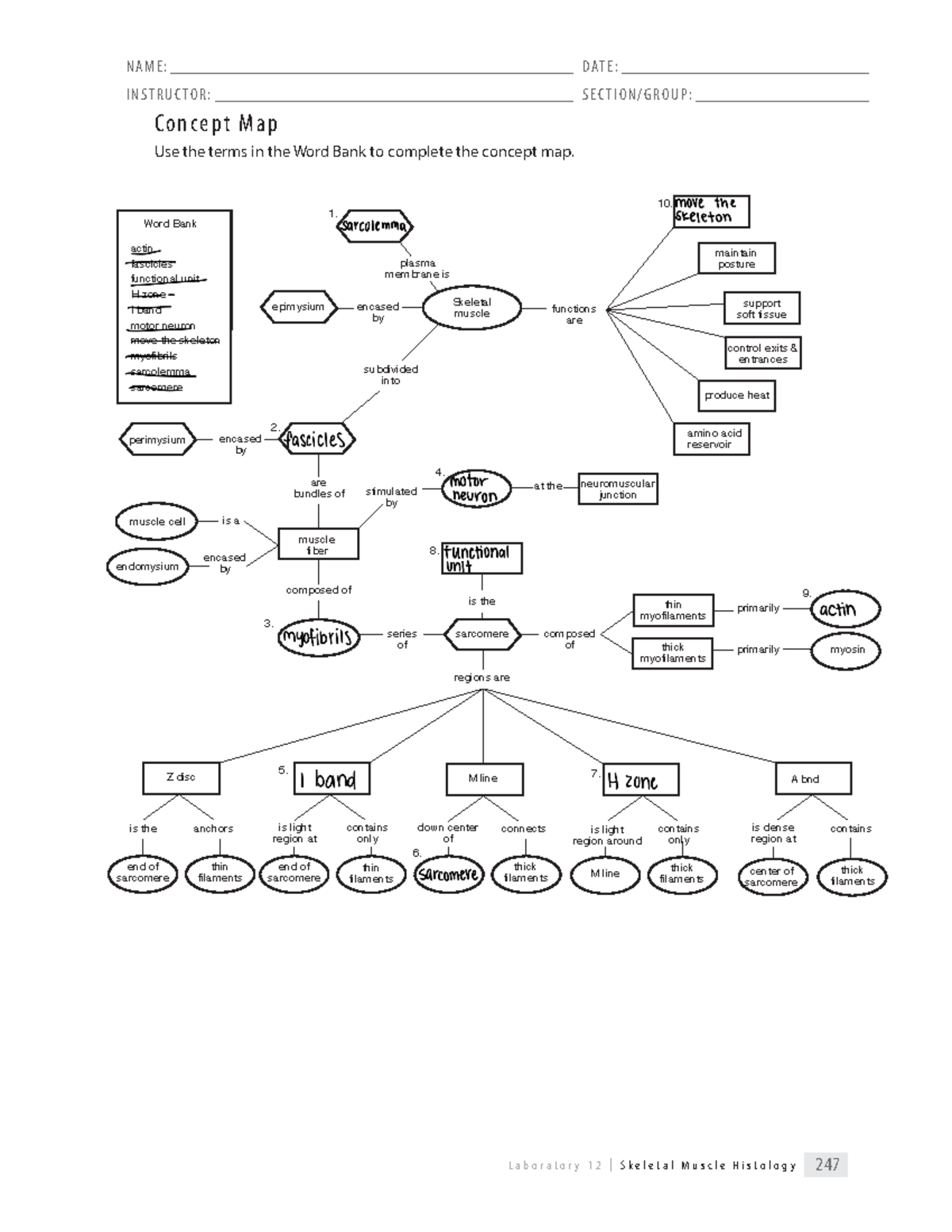 Laboratory 12 - Skeletal Muscle Histology Concept Map Guide - Studocu
