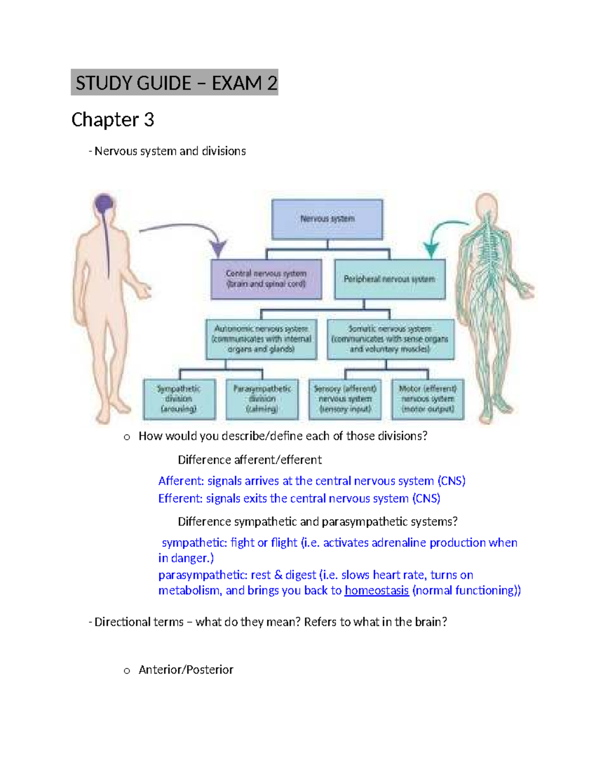 Neuroscience Study Guide: Key Concepts & Brain Structures (Exam 2 ...
