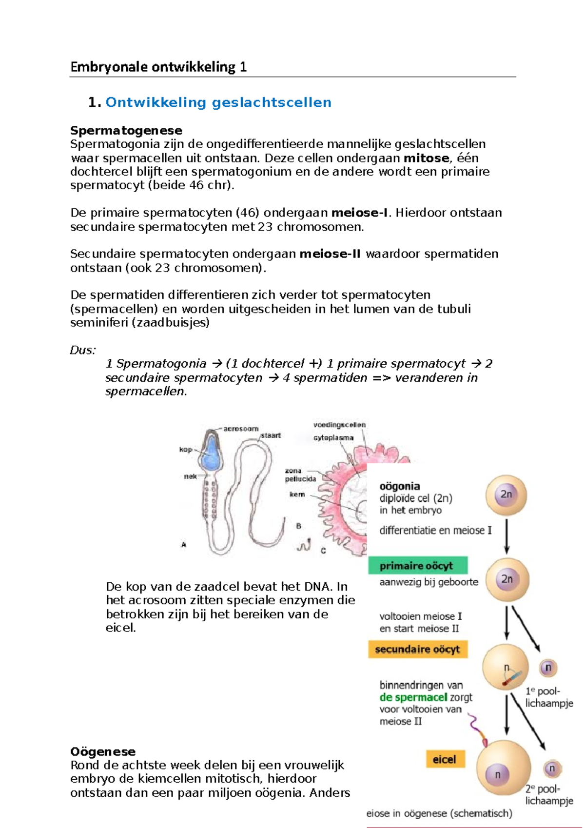 Samenvatting Embryonale Ontwikkeling 1+2 (E-Learning) - Studeersnel