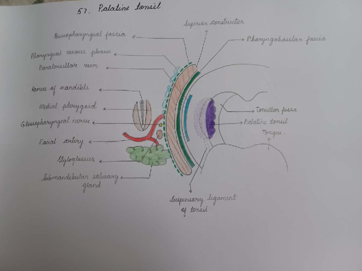 Anatomy Overview: Palatine Tonsil, Nasal Cavity, and Larynx Structures ...