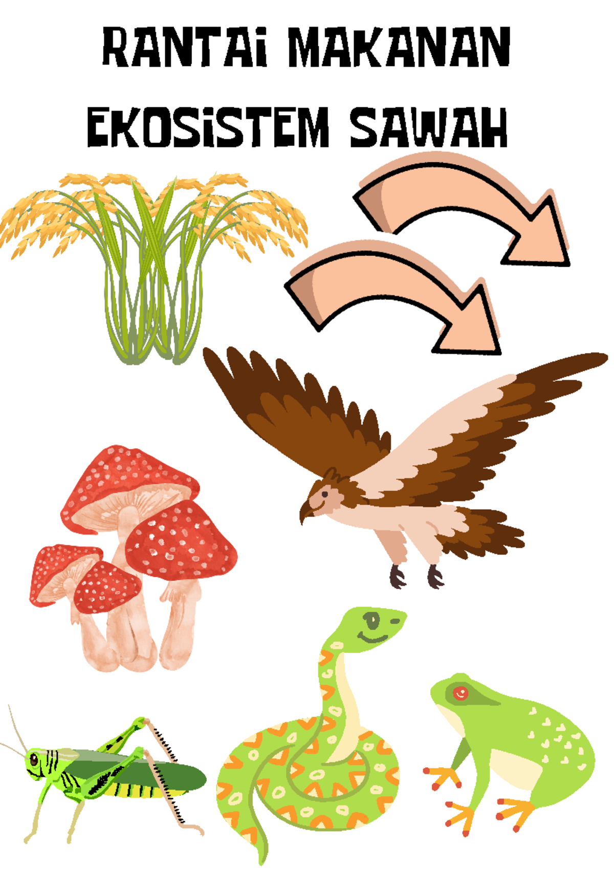 Print Bahan Diorama - pendidikan profesi guru - RANTAI MAKANAN ...