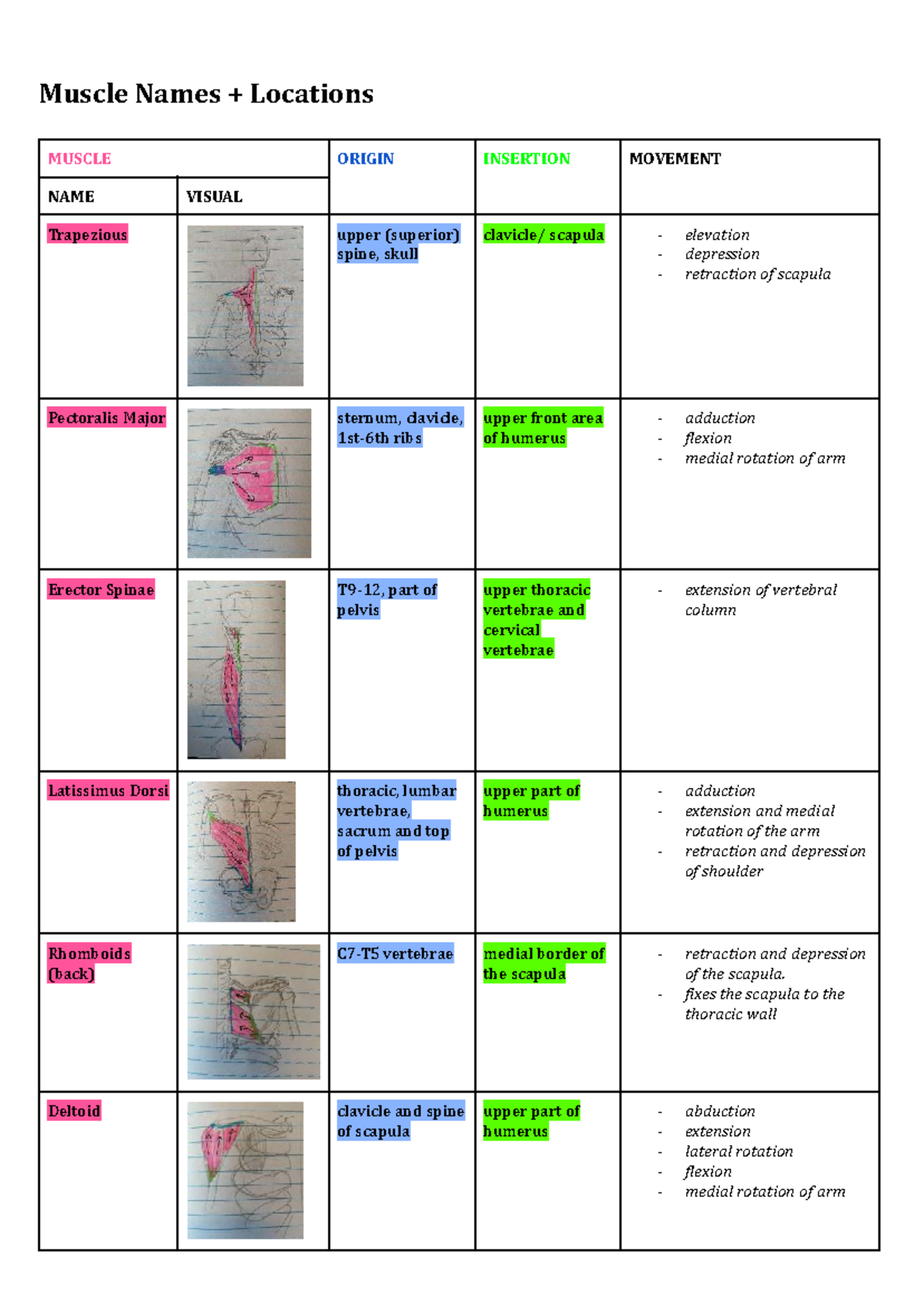 Muscle Names and Locations Cheat Sheet - Studocu