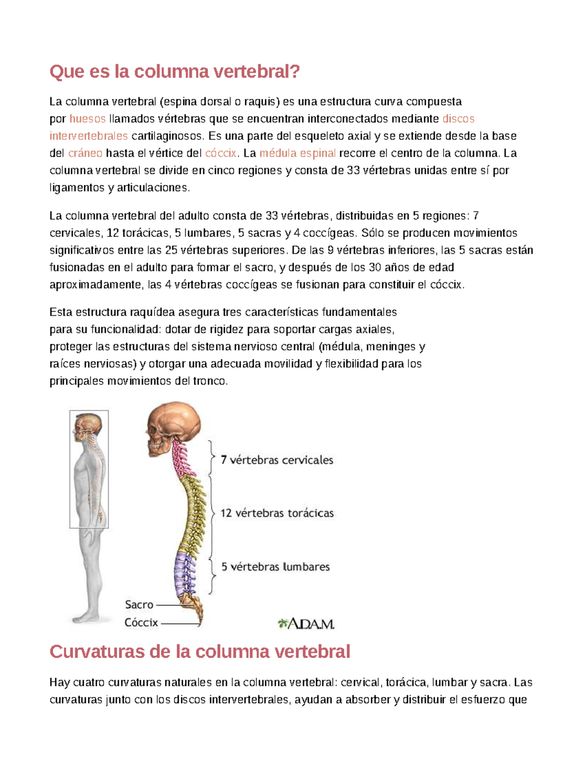 TEMA II Y IV: Estudio Completo de la Columna Vertebral - Studocu