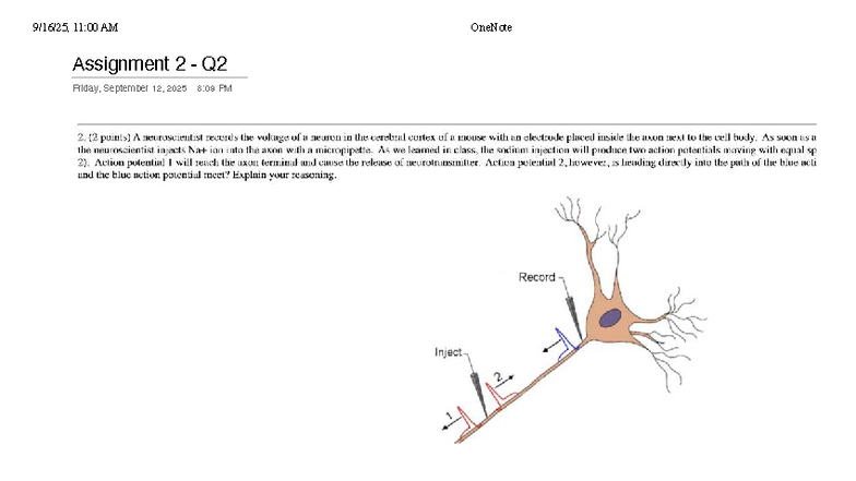 PNB 2XB3 - A2 Q2 - Action Potentials Collision Analysis - Studocu