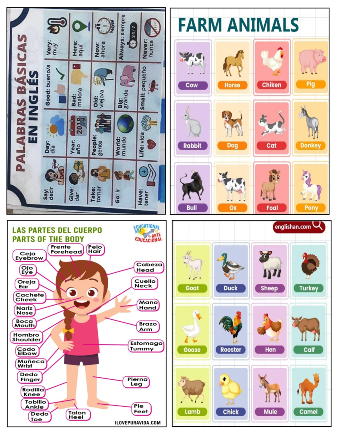 FARM ANIMALS & BODY PARTS: Educational Resources for ESL Students - Studocu