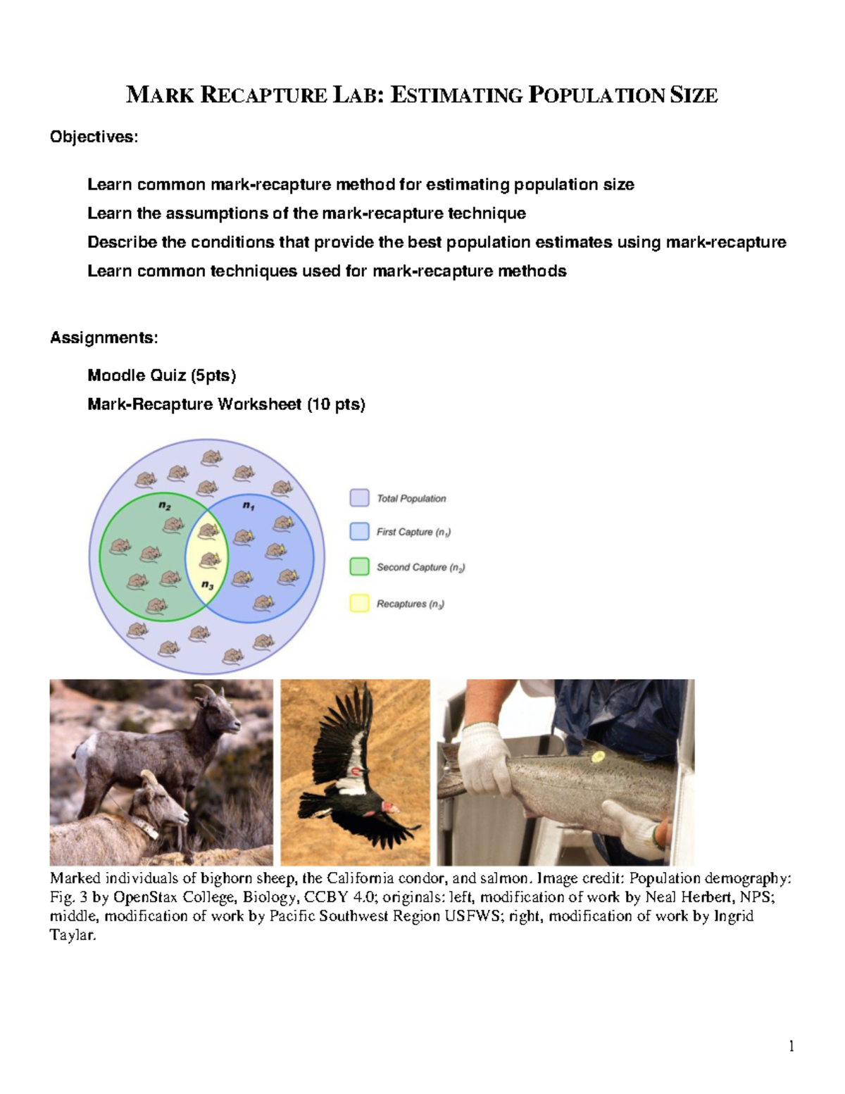 Mark Recapture Lab: Estimating Population Size - Spring 19 - Studocu