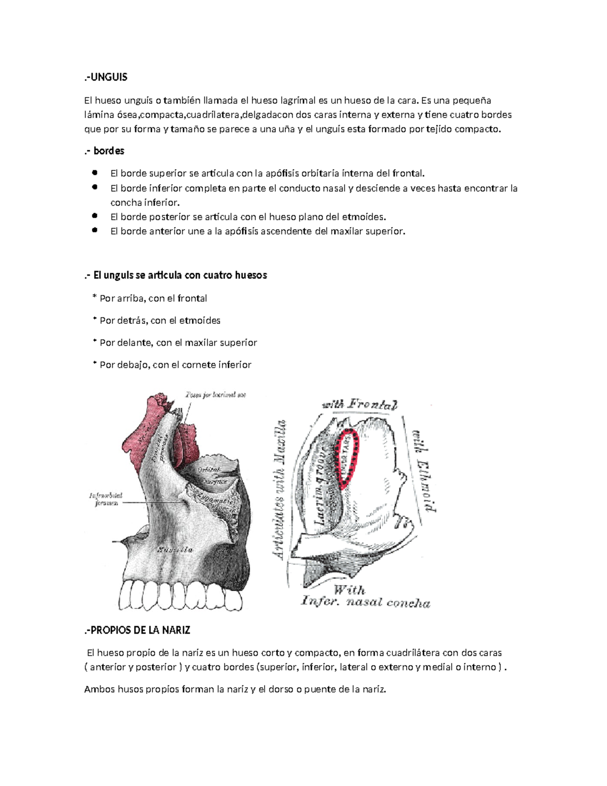 Huesos del Unguis y Propios de la Nariz: Anatomía y Articulaciones ...