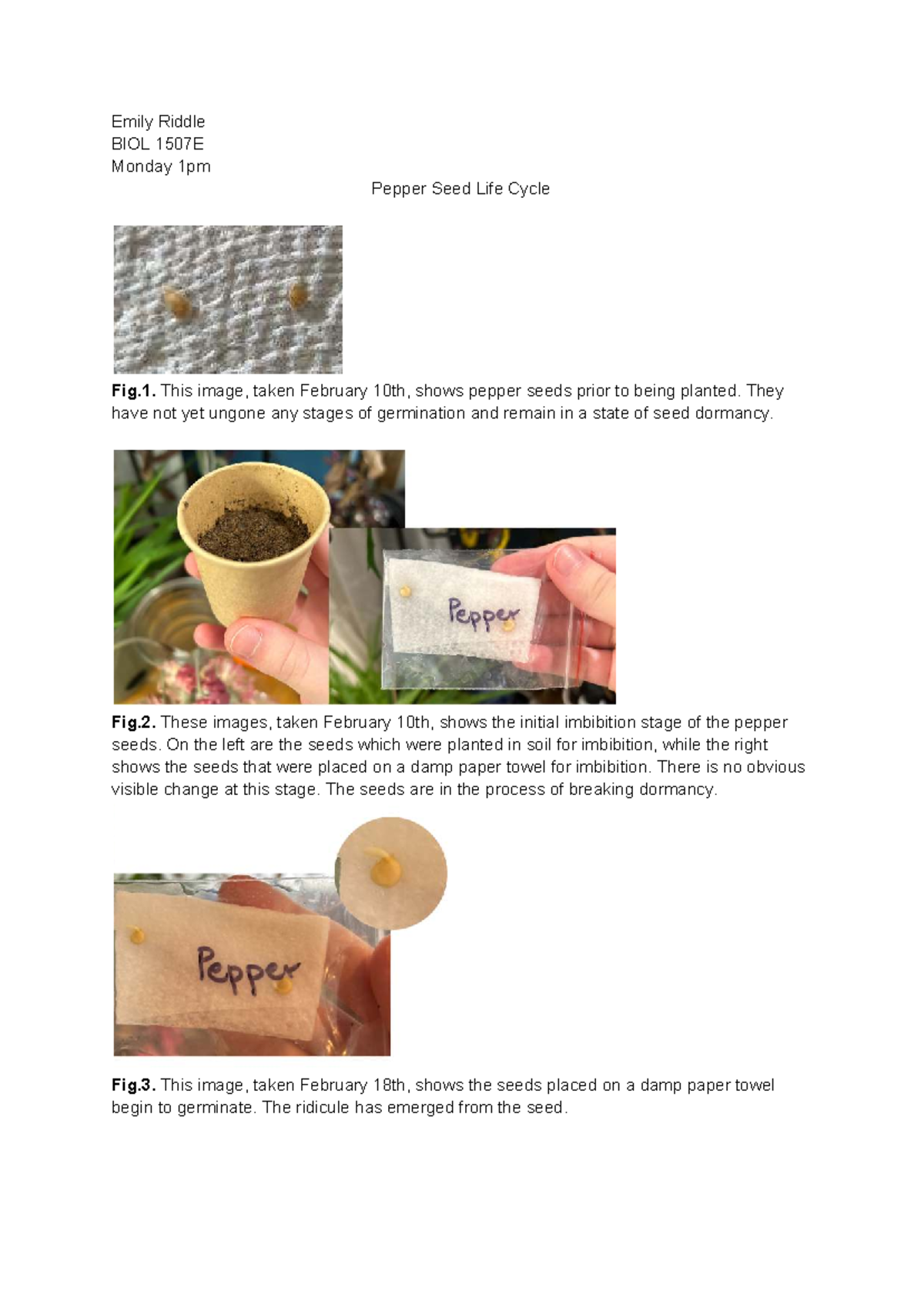 Pepper Seed Life Cycle: Germination Stages in BIOL 1507E - Studocu