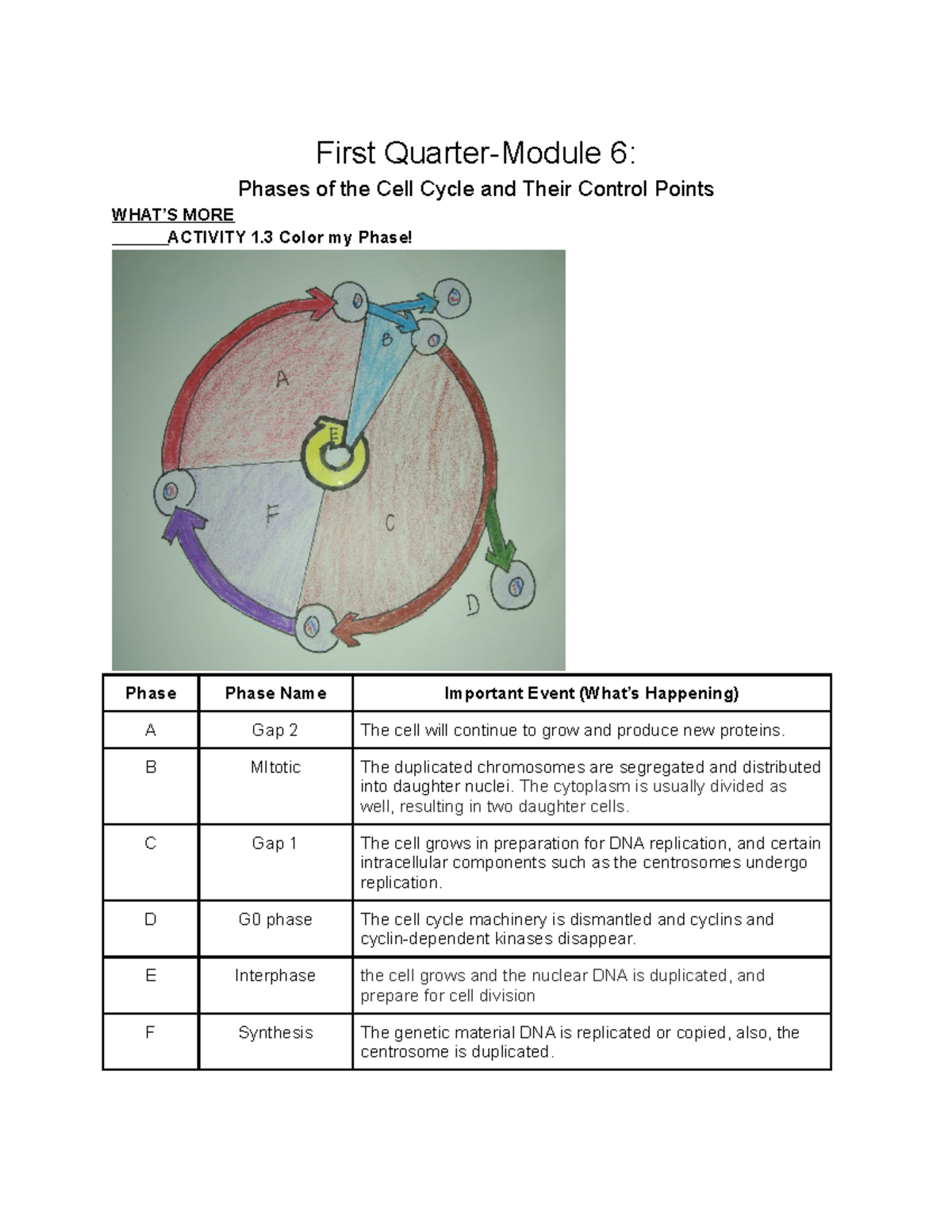 BIOL 101: Phases of the Cell Cycle & Control Points Overview - Studocu
