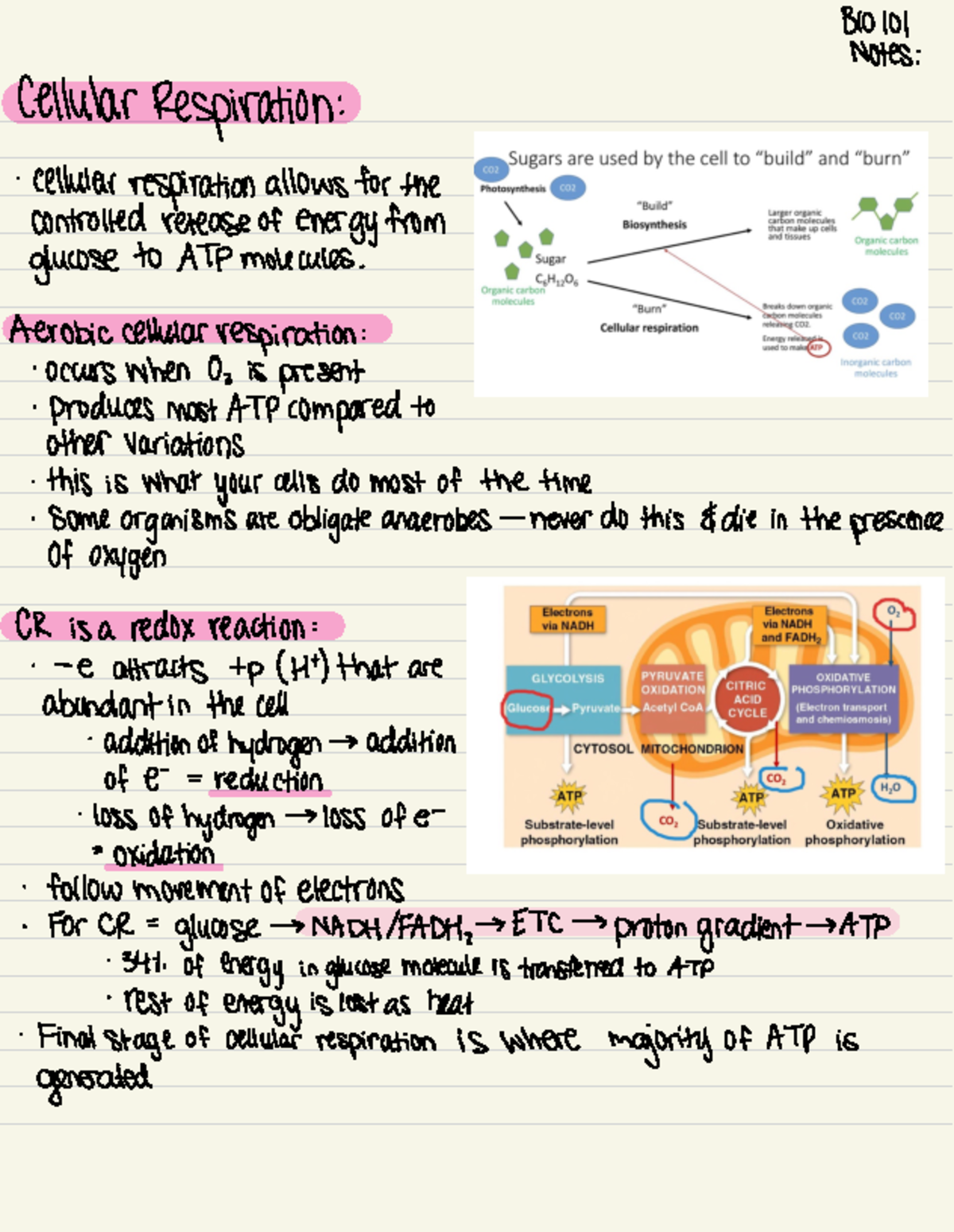 Biology 101: Cellular Respiration Overview and ATP Production - Studocu