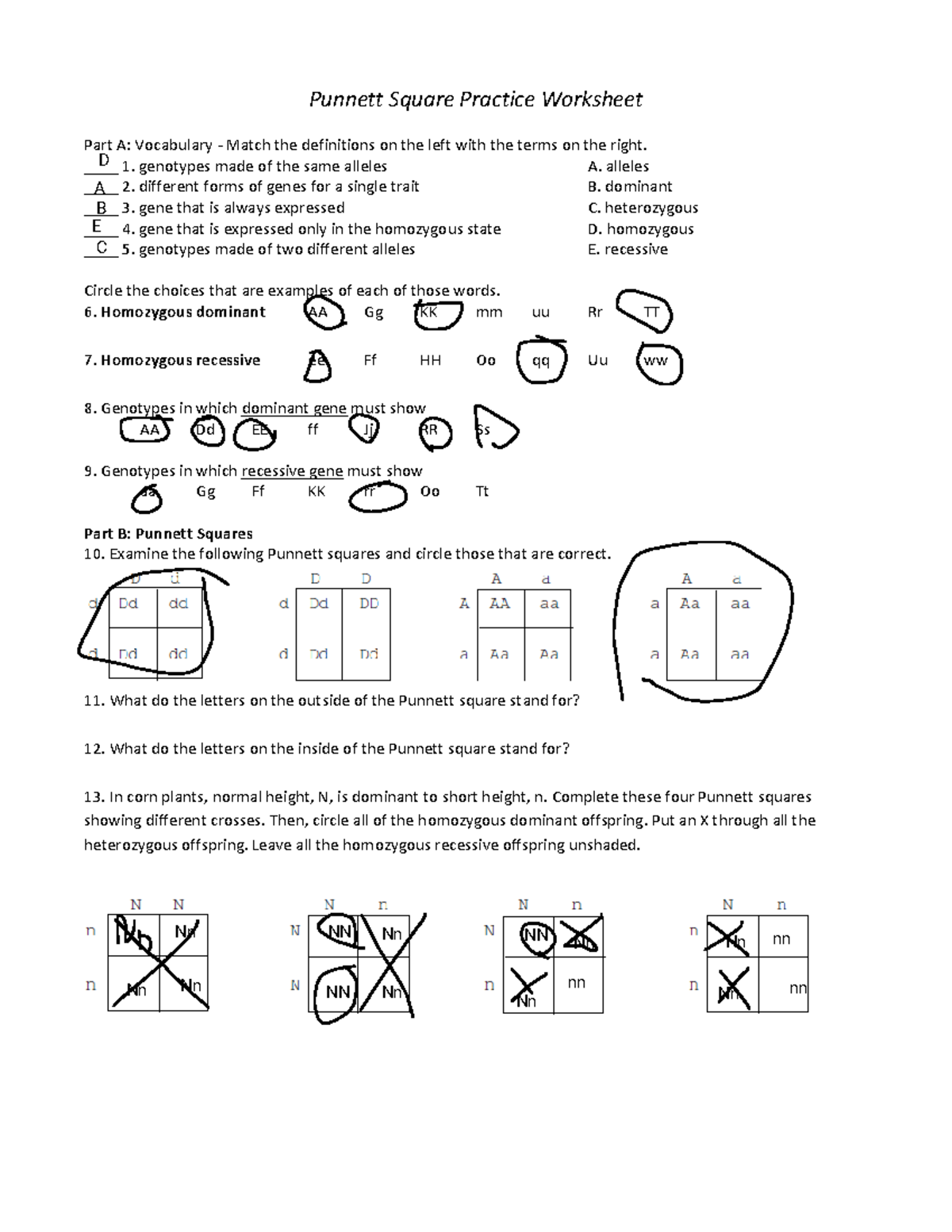Monohybrid Punnett Square Worksheet Answer Key