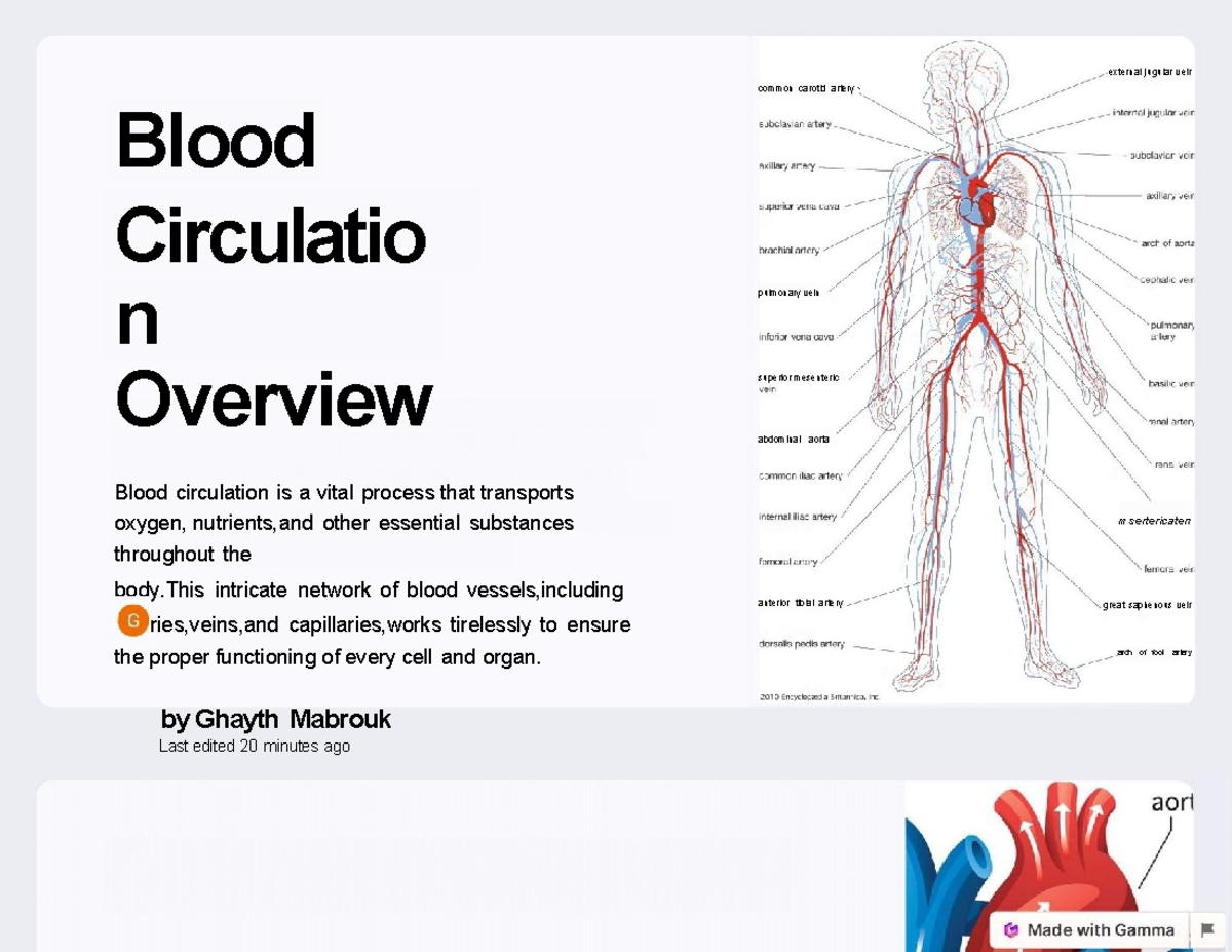 Blood Circulation Overview: Functions, Factors & Healthy Practices ...