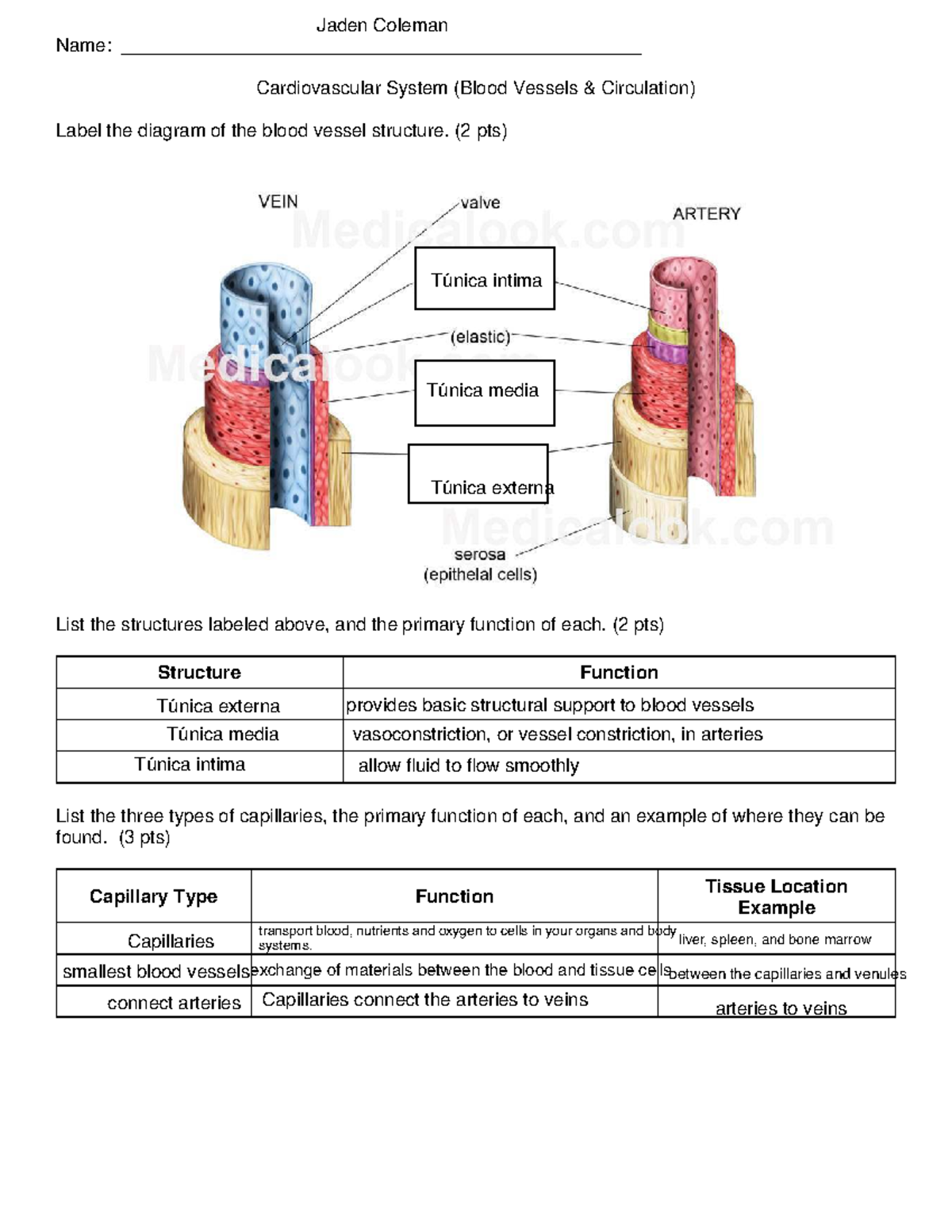 Cardiovascular System (BIOL 101) - Blood Vessels & Circulation Notes ...