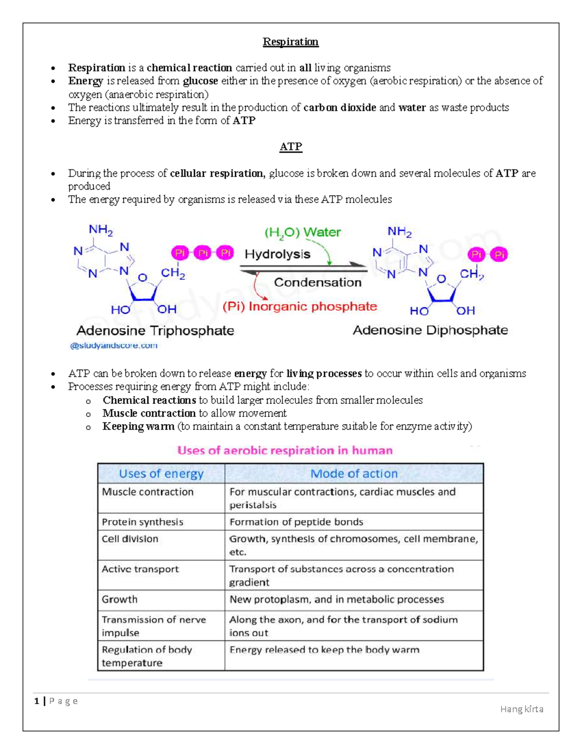 Respiration and Fermentation Processes in Y10 Biology - Studocu