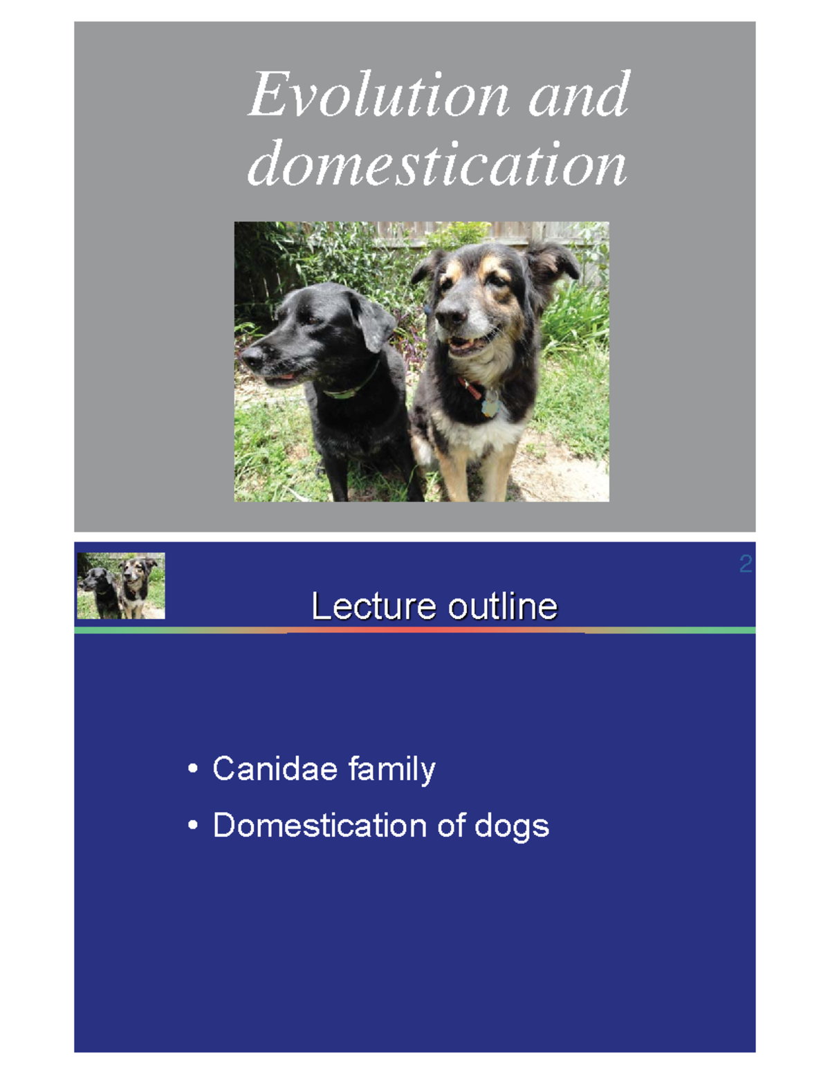 Evolution and Domestication of Dogs: Lecture Notes (Course Code) - Studocu