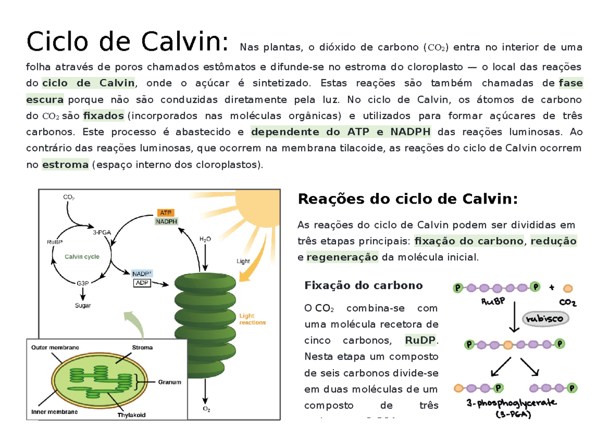Ciclo de Calvin: Resumo das Etapas e Reações essenciais - Studocu