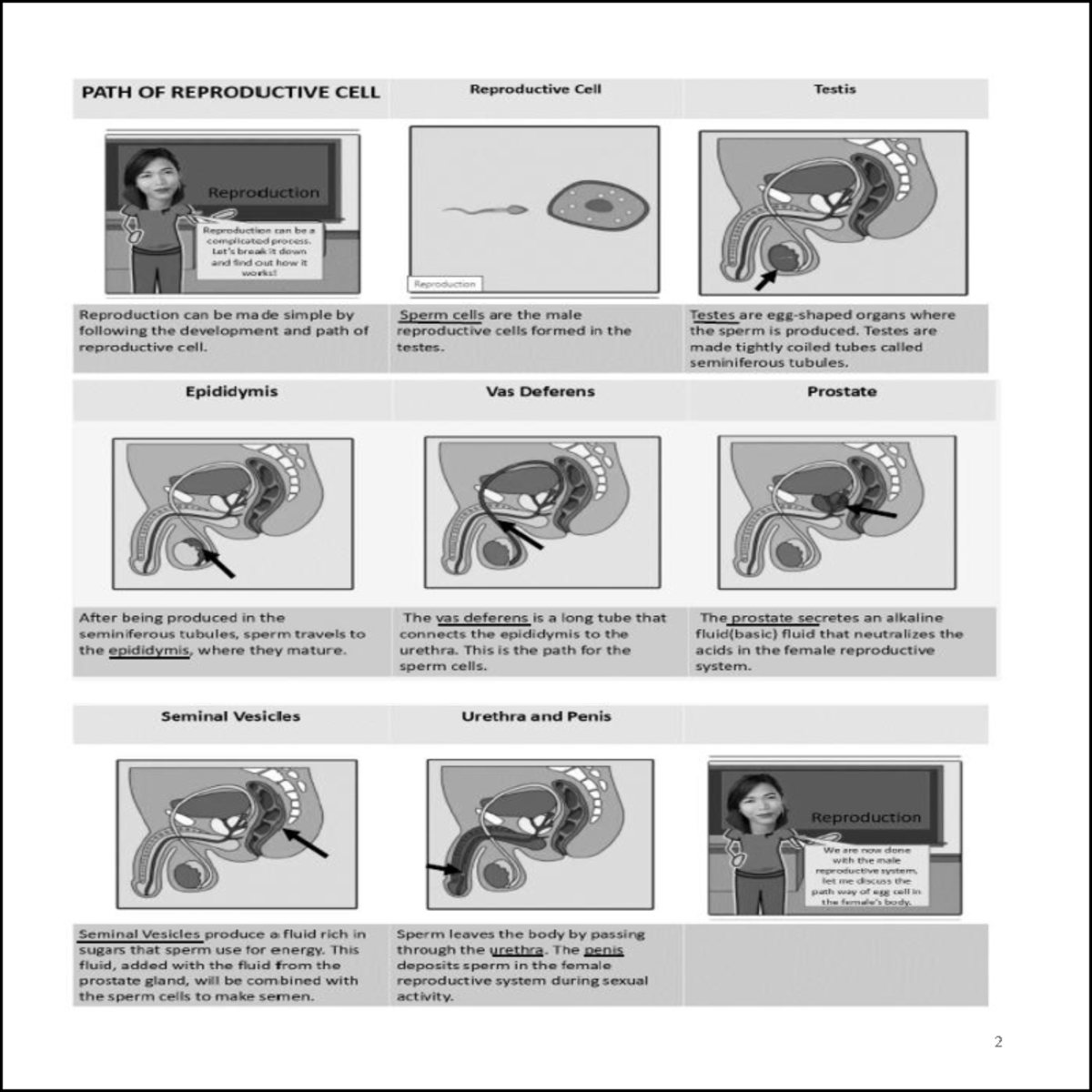 Hormonal Roles in Male & Female Reproductive System: BIO 101 Overview - Studocu