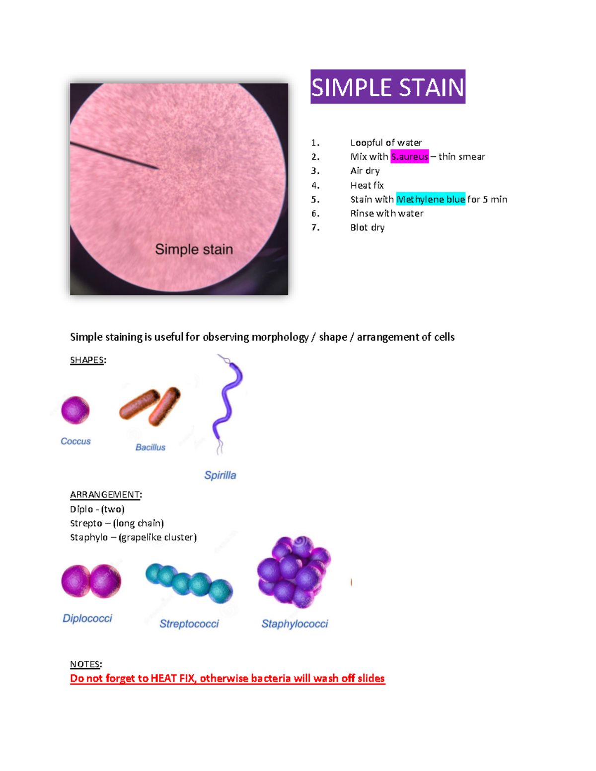 MCB Lab Summary - Lecture notes 8-13 - SIMPLE STAIN Loopful of water ...