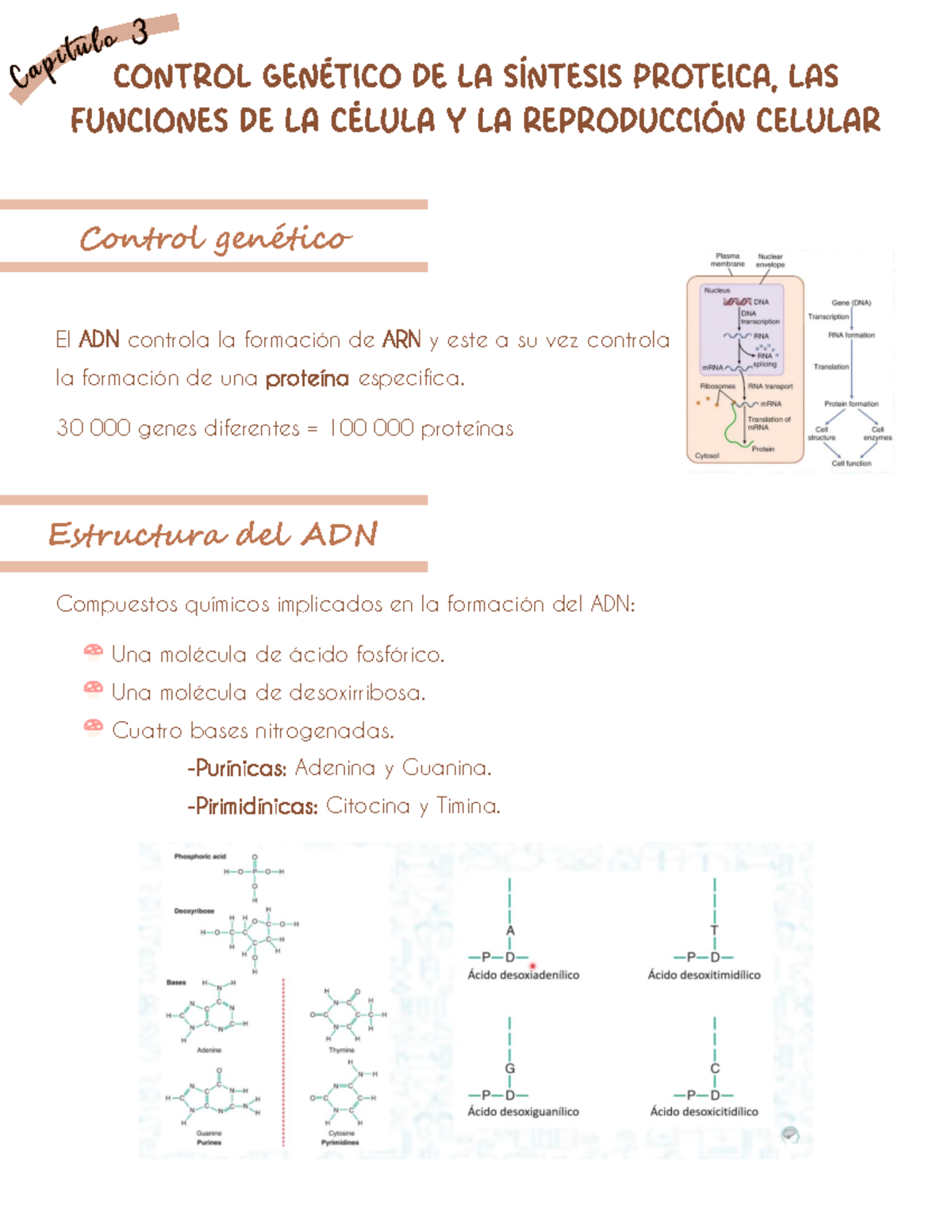 Capítulo 3: Control Genético y Función del ADN en Fisiología - Studocu