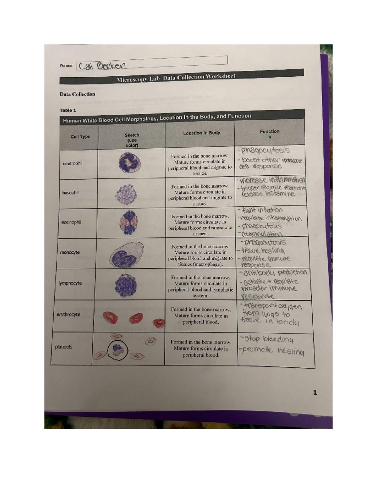 Microscopy lab completed - Name: Cali Becker Microscopy Lab Data ...