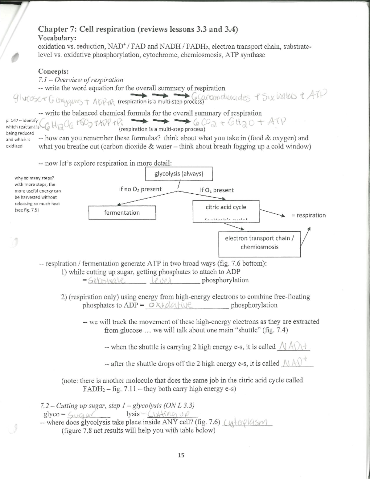Chapter 7: Cell Respiration Overview & Key Concepts (Course Code: Final Exam) - Studocu