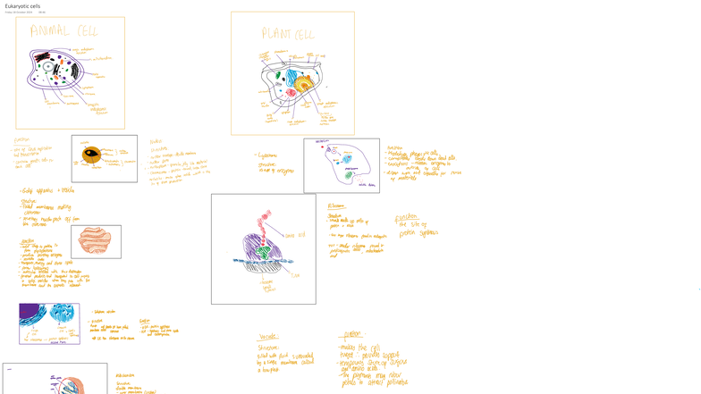 Eukaryotic Cells: Structure and Function Overview (BIO101) - Studocu