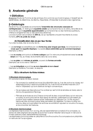Cours 3 le membre inférieur - Partie 3 : Le membre inférieur D’un point ...