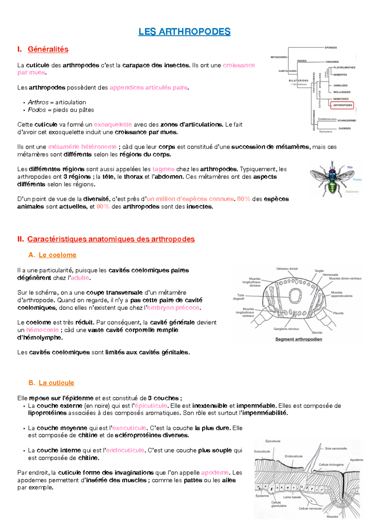 Les Arthropodes - Cours Complet sur leurs Caractéristiques et Diversité ...