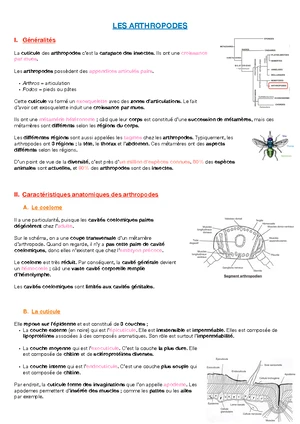 Les Arthropodes - Cours - LES ARTHROPODES I. Généralités La cuticule ...