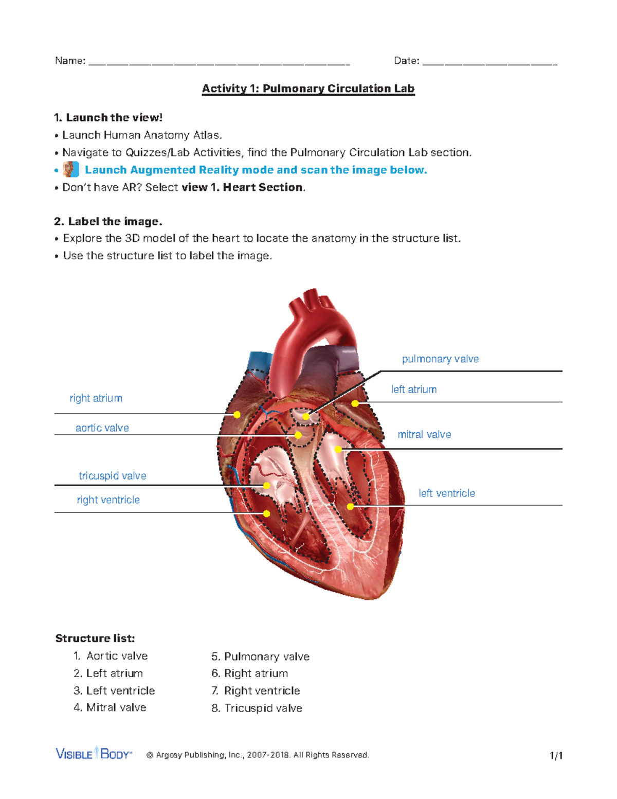 Pulmonary Circulation Lab Activity - Anatomy & AR Guide - Studocu