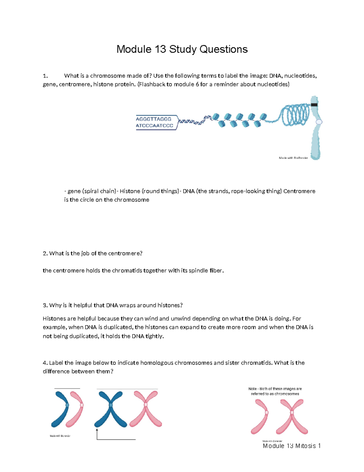 Module 13 Study Questions (1) - Module 13 Study Questions What is a ...