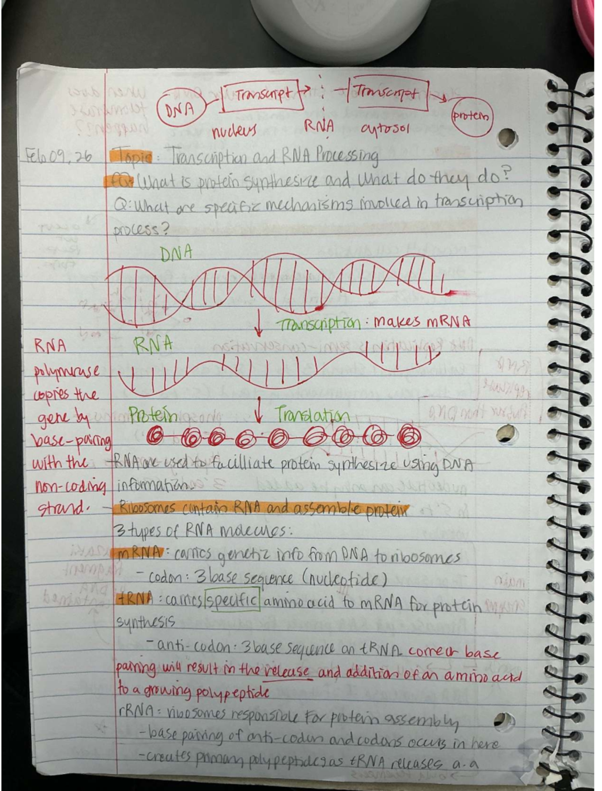 BIO101 Final Exam Notes: Transcription & RNA Processing - Studocu