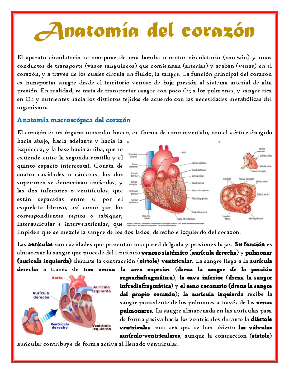Anatomía Macroscópica Del Corazón Humano Ventrículos Del Corazón: