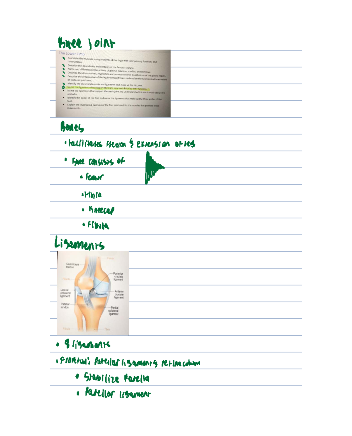 Knee Anatomy Overview: Bones, Ligaments, and Muscles (KNEE 101) - Studocu