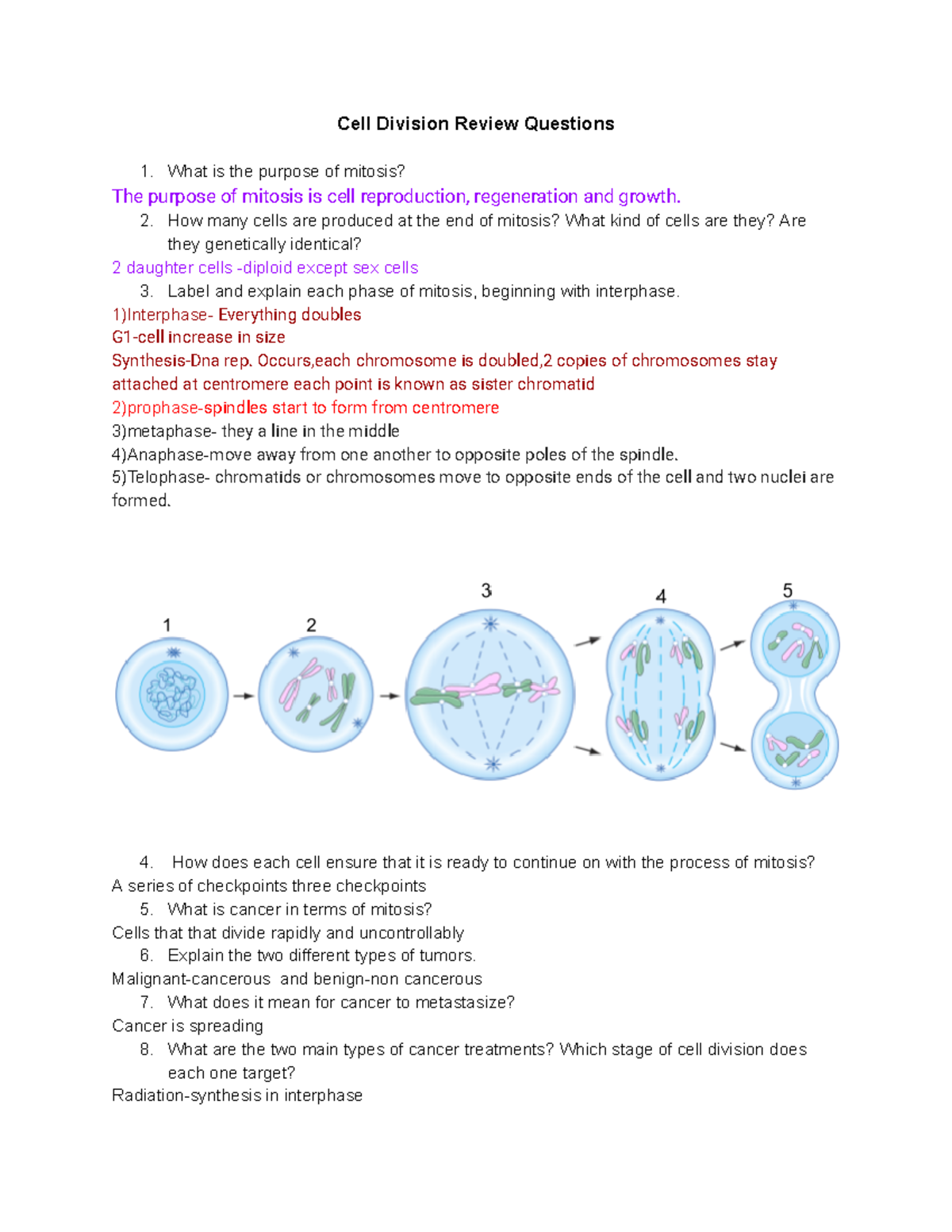Cell Division Review Questions - How many cells are produced at the end ...
