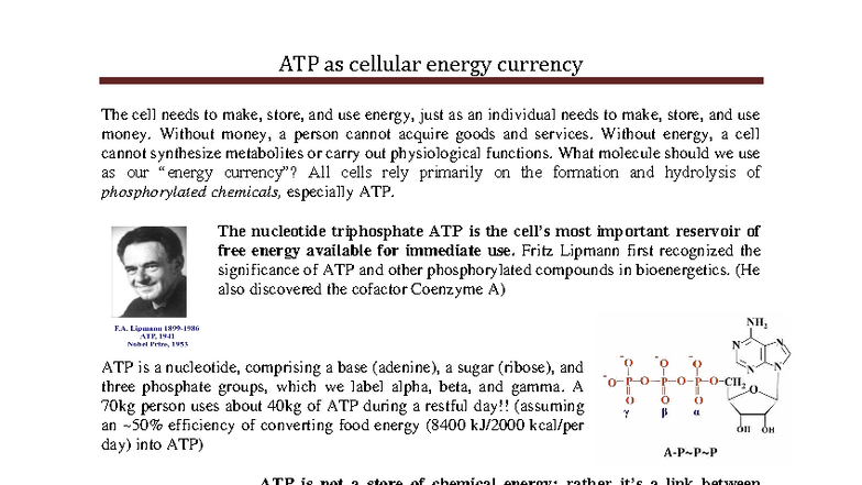 ATP as Cellular Energy Currency: Understanding Its Role and ...