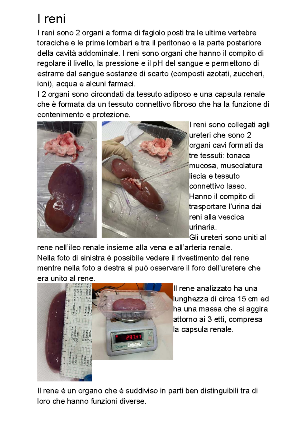 Dissezione RENE: Anatomia e Funzioni dei Reni e Ureteri - Studocu